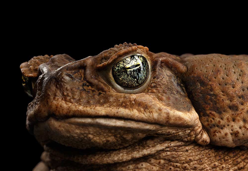 What you can do - Croaked - Cane Toad Control