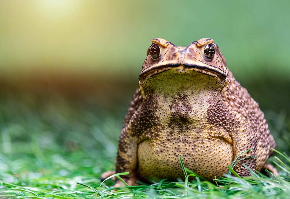 About Croaked - Croaked - Cane Toad Control