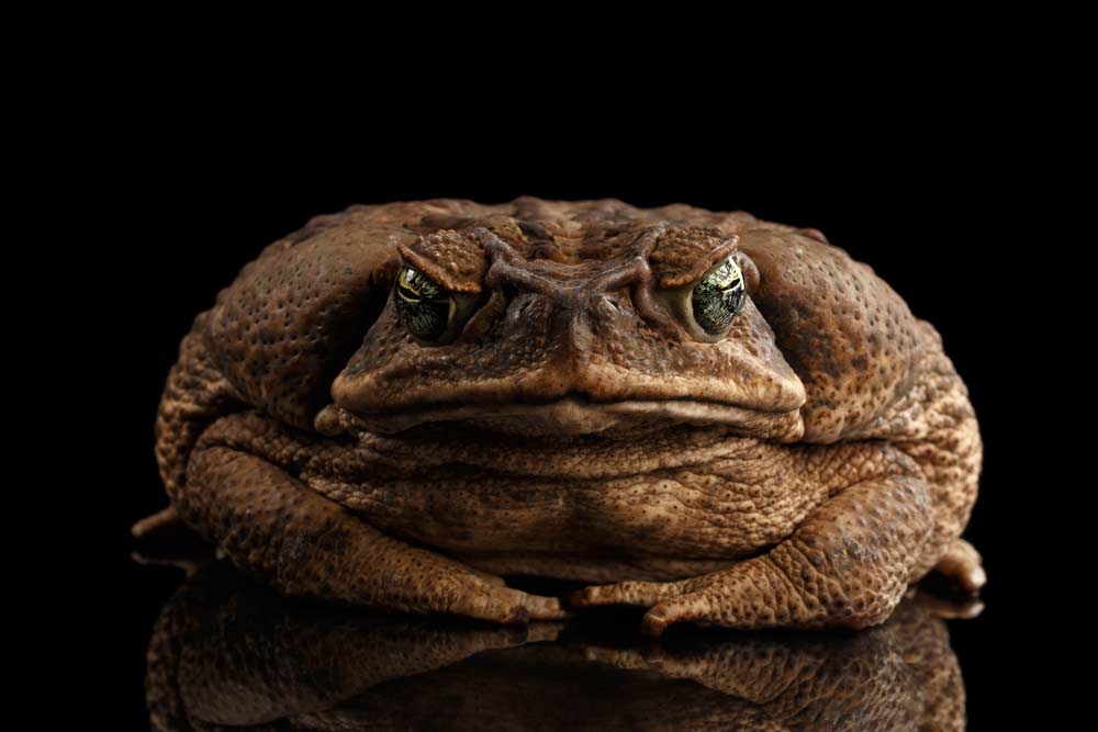What you can do - Croaked - Cane Toad Control