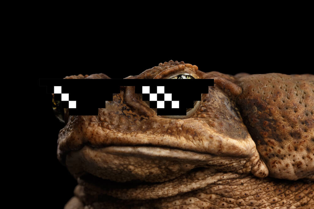 About Cane Toads - Croaked - Cane Toad Control