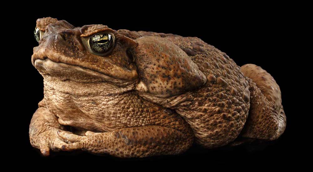 About Cane Toads - Croaked - Cane Toad Control